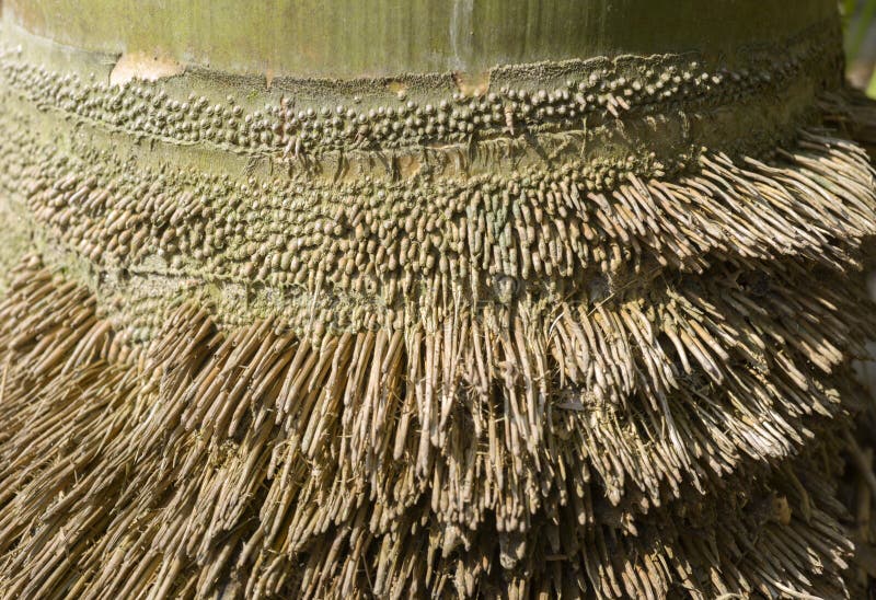 Bamboo root stock image. Image of plant, line, macro - 45489049