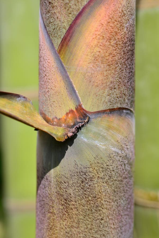 Bamboo root stock image. Image of gourmet, green, japan - 45489085