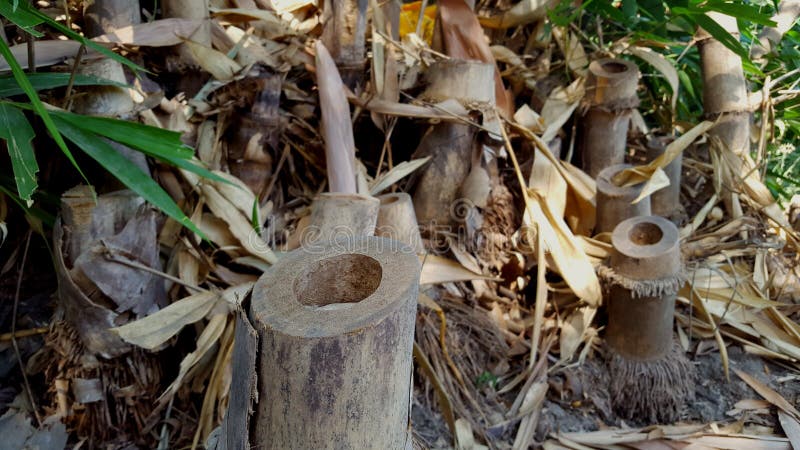 A Yellow Bamboo Root In A Garden Stock Photo - Image of east, cage ...