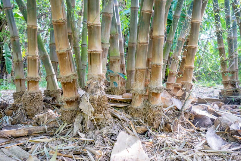 Mold On The Bamboo In Forest Stock Image - Image of life, growth: 32509289
