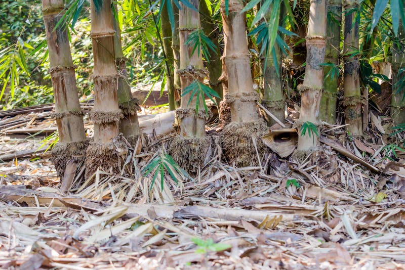 Bamboo roots stock photo. Image of pattern, stem, trunk - 53365304