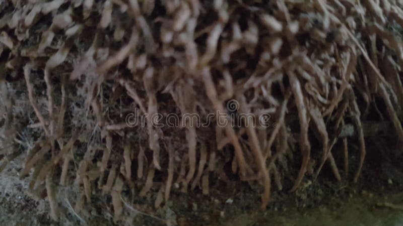 Bamboo Roots stock image. Image of trunk, soil, plant - 201082207