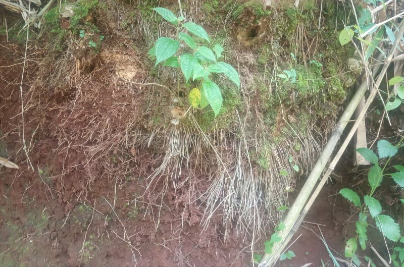 Bamboo Roots stock image. Image of forest, tree, animal - 240015503