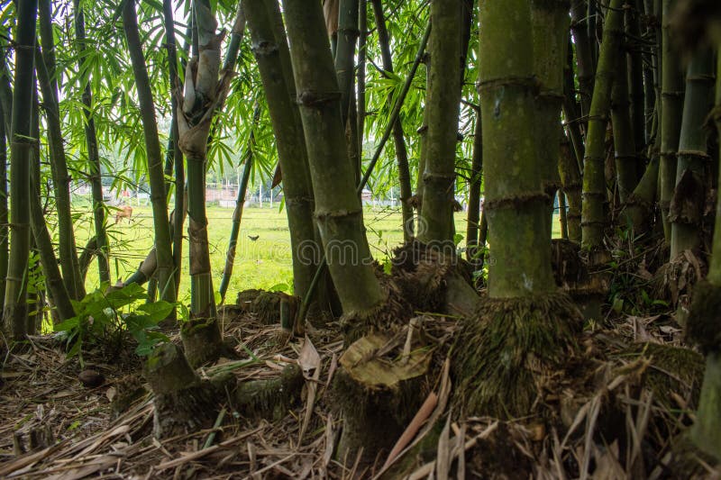 Bamboo and Roots in a Garden beside Green Field Stock Photo - Image of ...