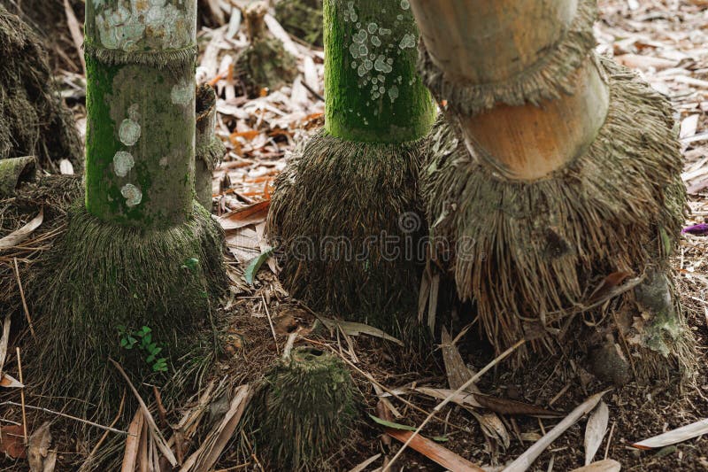 Bamboo Roots, Many Small and Large Roots. the Base of a Bamboo Tree ...