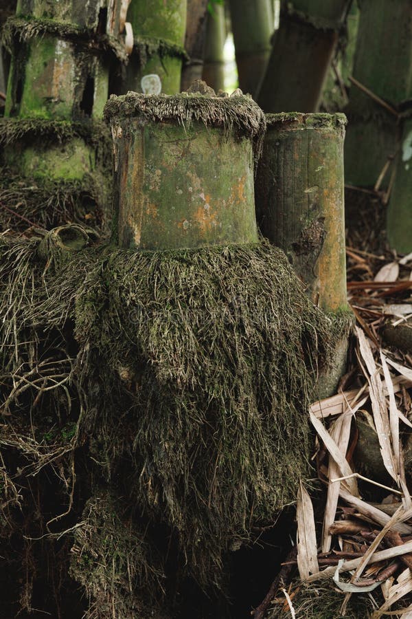 Bamboo Roots, Many Small and Large Roots. the Base of a Bamboo Tree ...