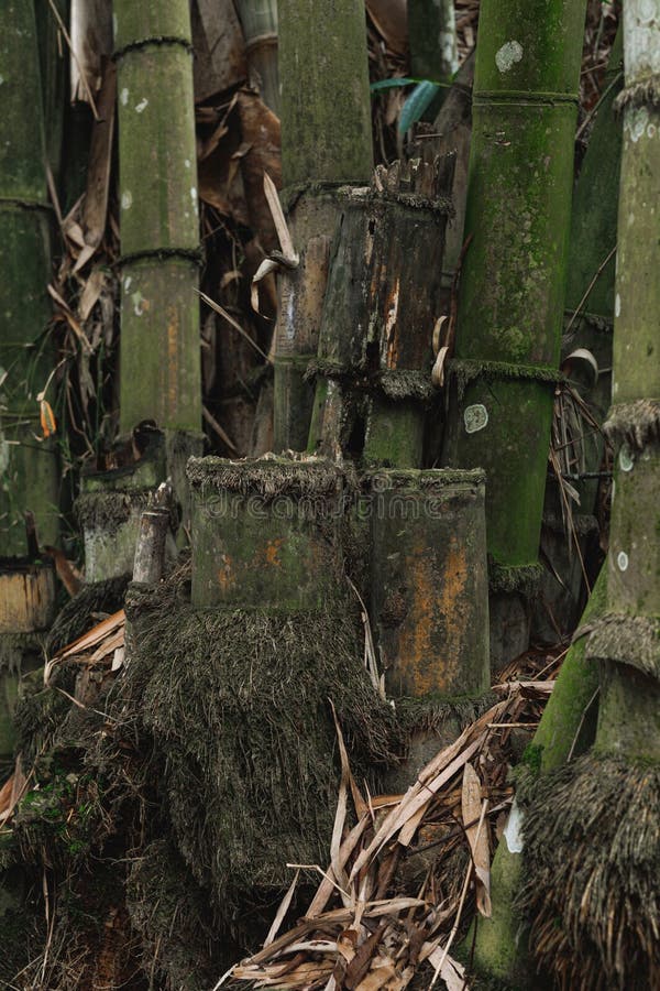 Bamboo Roots, Many Small and Large Roots. the Base of a Bamboo Tree ...