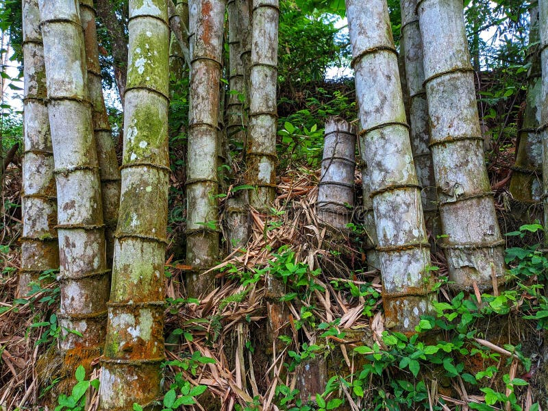 508 Beautiful Bamboo Roots Stock Photos - Free & Royalty-Free Stock ...