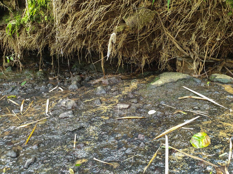 Bamboo Roots beside a Tropical River Stock Image - Image of rock, roots ...