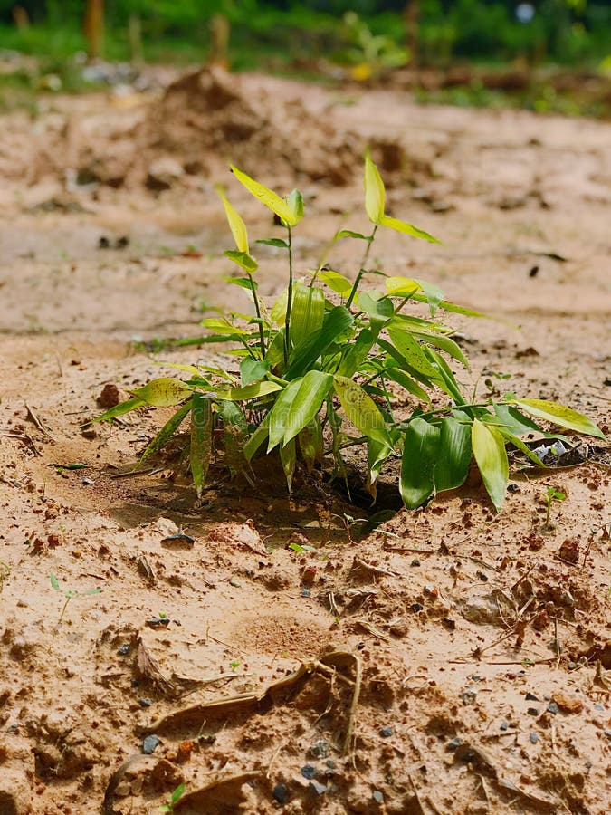 Bamboo sapling stock photo. Image of bamboo, grow, suitable - 224950132