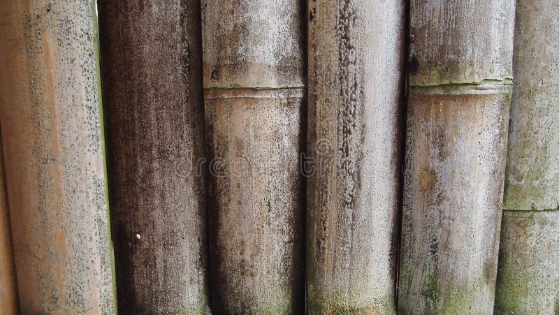 205 Japanese Bamboo Screen Stock Photos - Free & Royalty-Free Stock ...