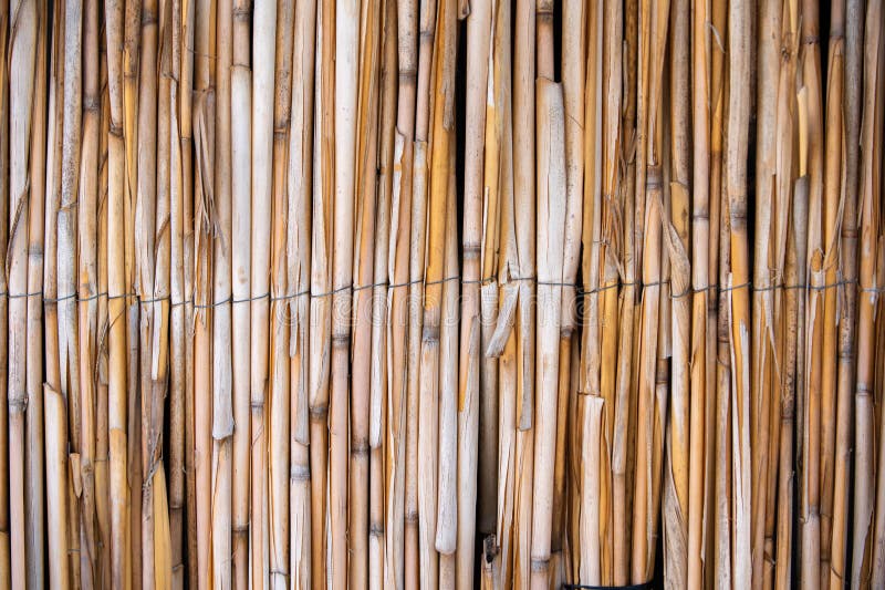 Bamboo Screen, Showcasing the Varying Tones and Textures of the Bamboo ...