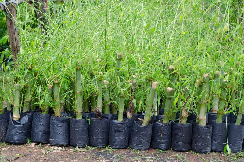 Bamboo seedling stock image. Image of agriculture, nature - 55792173