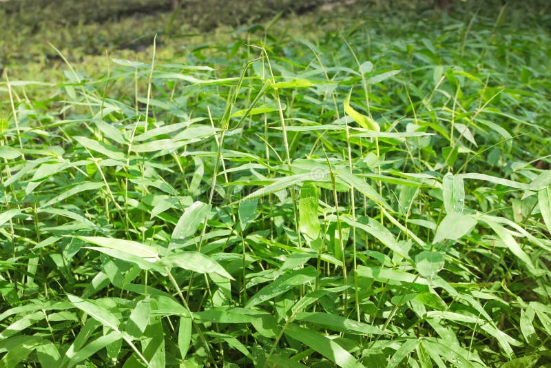 Bamboo Seedlings. Bambusa Sp Stock Photo - Image of growth, leaf: 229173498