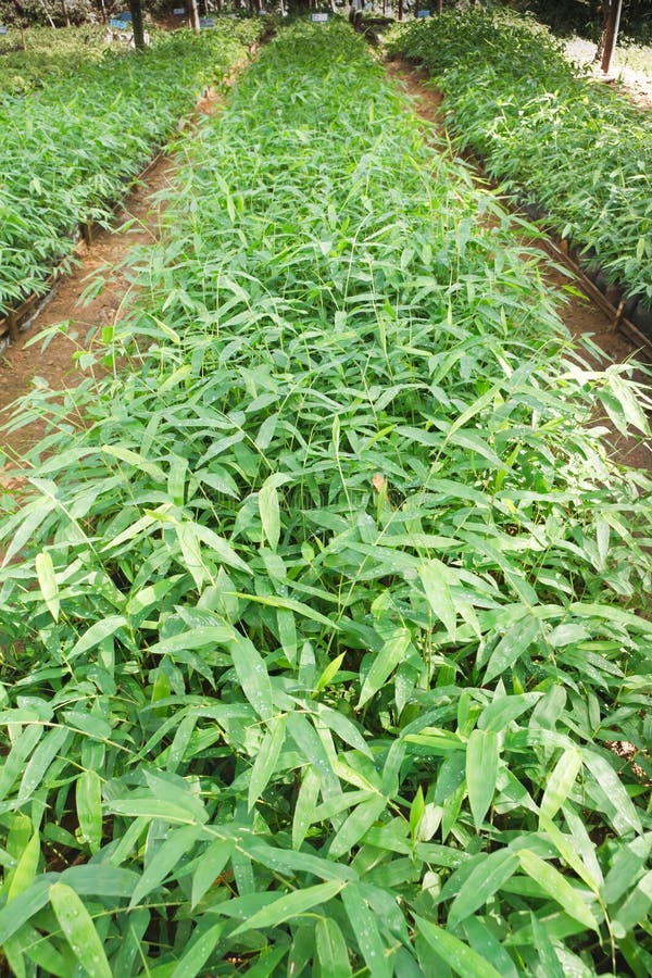 Bamboo Seedlings. Bambusa Sp Stock Photo - Image of beauty, black ...