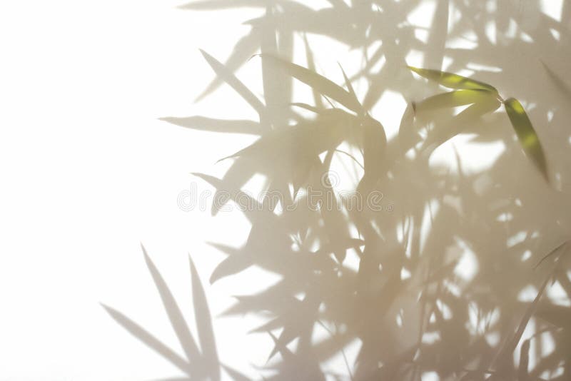Bamboo shadow background stock image. Image of silhouette - 231384825