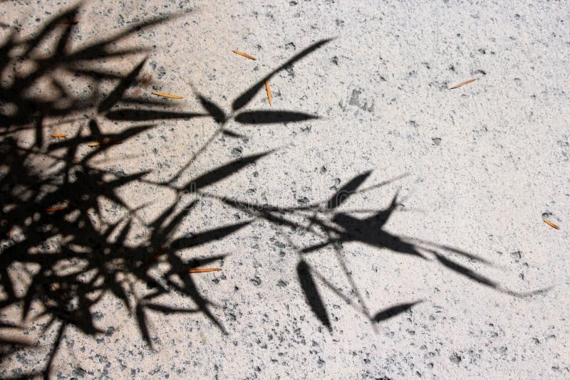 Bamboo shadow on the wall stock image. Image of panda - 121835005