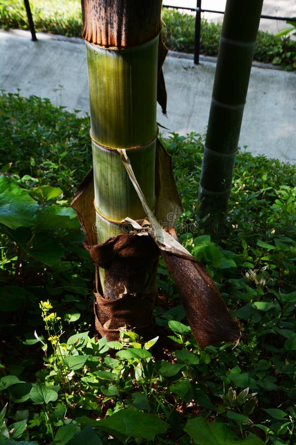 190 Bamboo Sheath Stock Photos - Free & Royalty-Free Stock Photos from ...