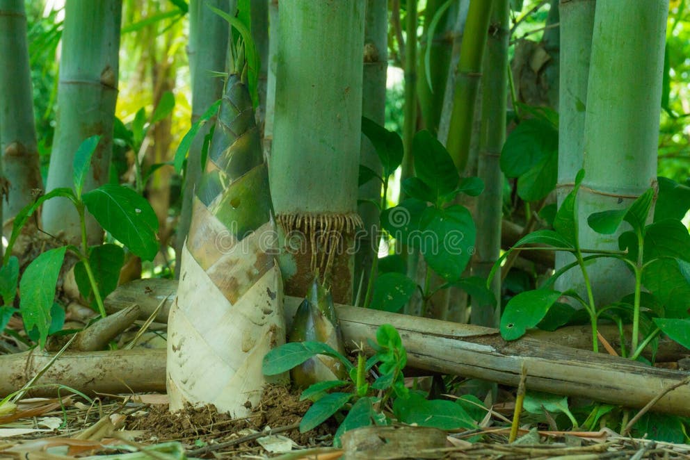 Bamboo Shoot, Bamboo Sprout Stock Photo - Image of sweet, background ...