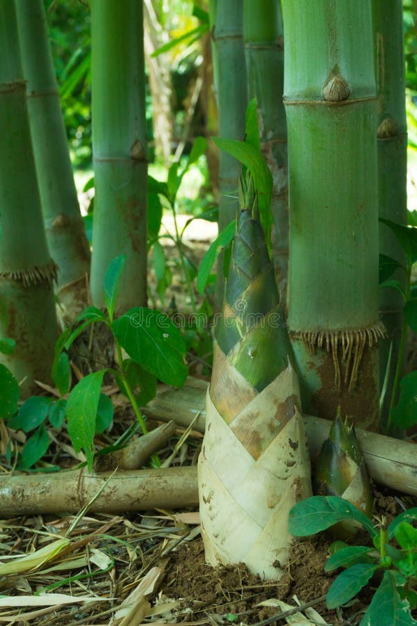 Bamboo Shoot, Bamboo Sprout Stock Photo - Image of green, food: 95183452