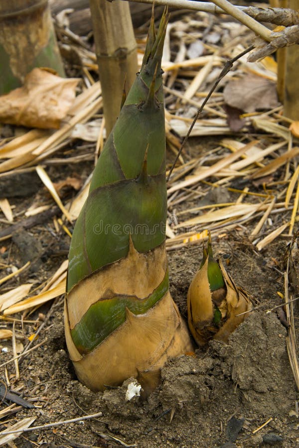 Bamboo shoot stock image. Image of grove, beautiful, strong - 43576953