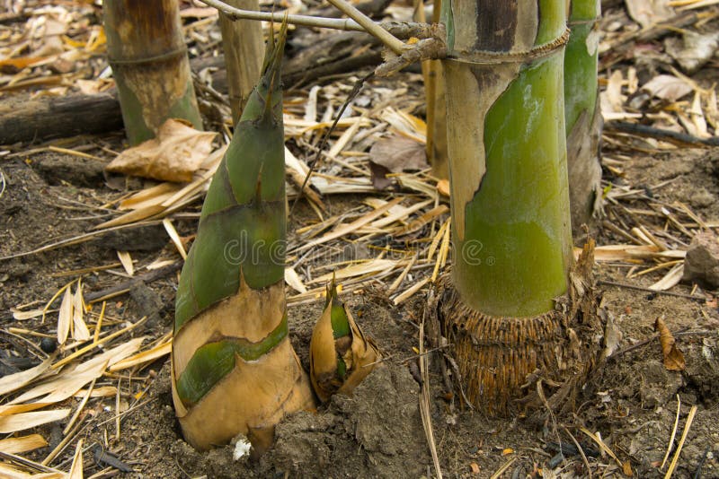 Bamboo shoot stock image. Image of grove, grass, closeup - 43577397
