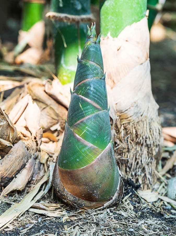 Bamboo shoot stock image. Image of culture, agriculture - 140252913