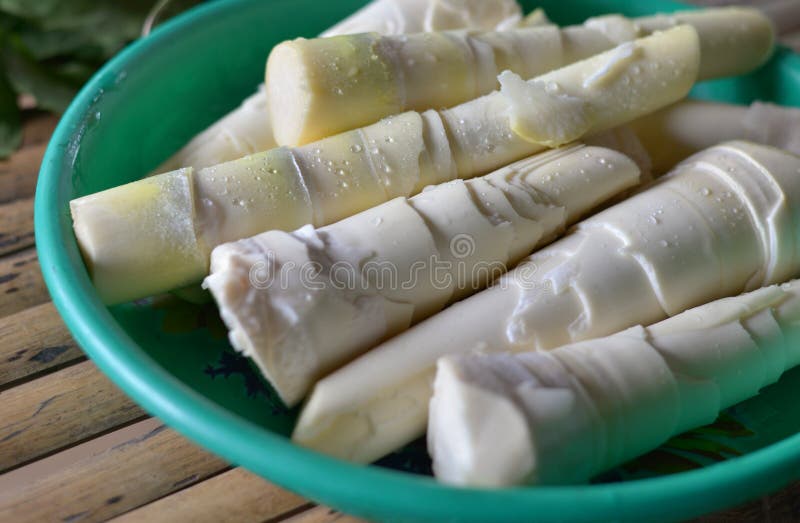 Bamboo shoot stock photo. Image of outdoors, sunlight - 57599392