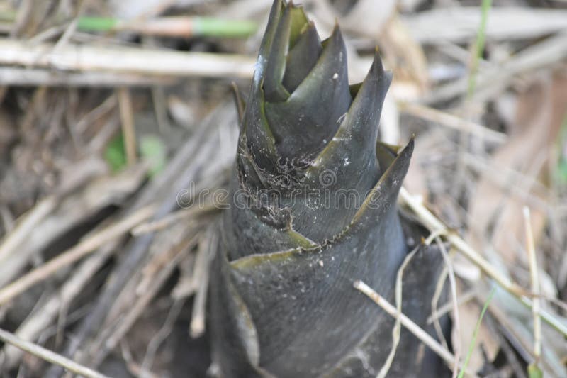 Bamboo Shoot, Which is an Edible Sprout from a Bamboo Plant. Stock ...