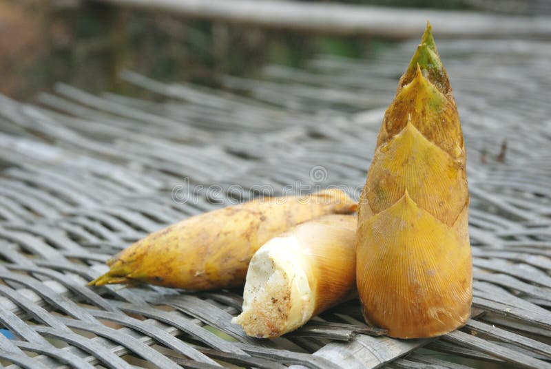 Bamboo shoots stock photo. Image of close, nutrition - 13259276