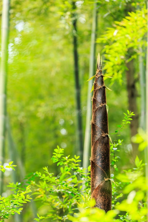 Bamboo Shoots of Bamboo Forest Stock Image - Image of beauty, garden ...