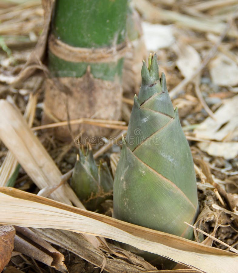 Bamboo shoots stock image. Image of calm, asian, bamboo - 33438625