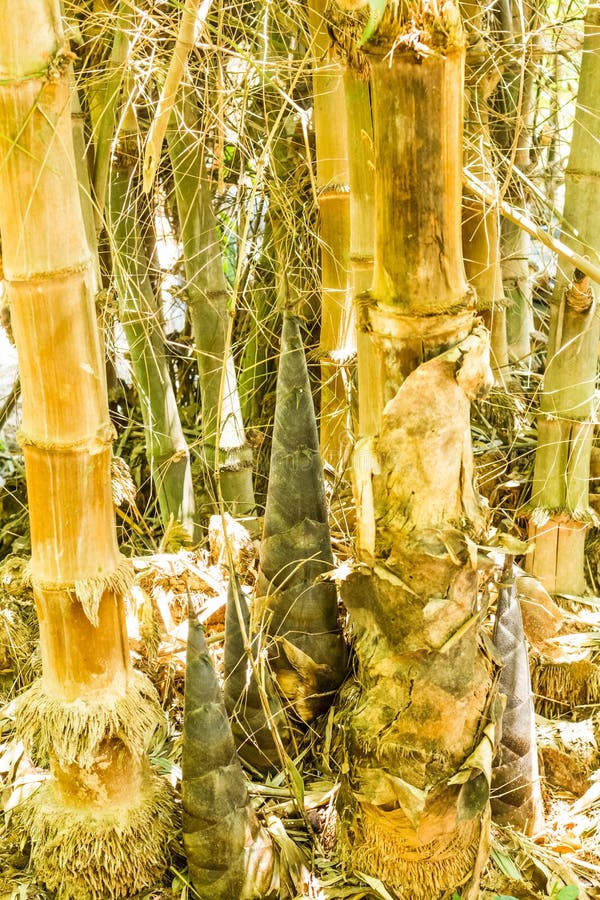 Bamboo shoots stock image. Image of jungle, shoot, forest - 44268581