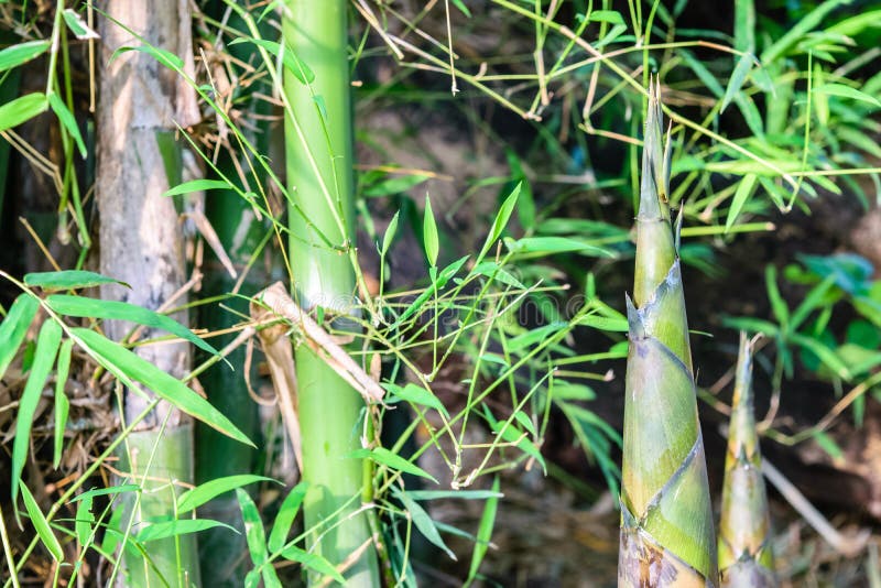 Bamboo shoots stock photo. Image of growth, foliage, tree - 95419780