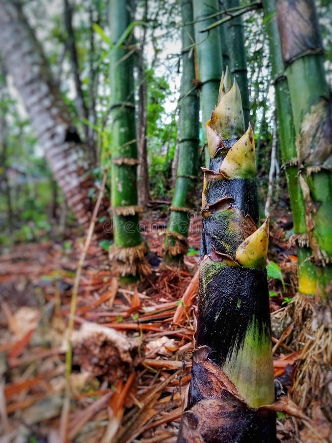 Bamboo Shoots, Young Bamboo Grows between Bamboo Trees Stock Photo ...