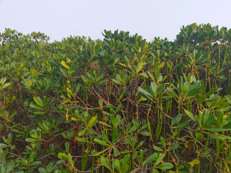 Bamboo shore tree bush stock photo. Image of jungle - 216414326