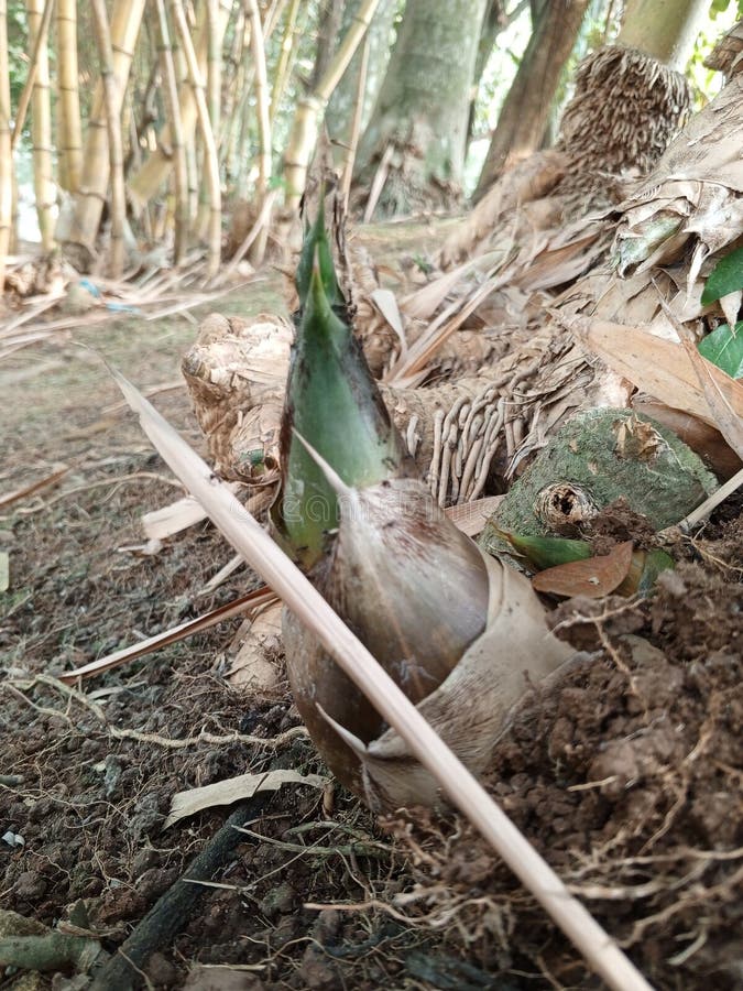Bamboo shots stock image. Image of soil, agriculture - 291126167
