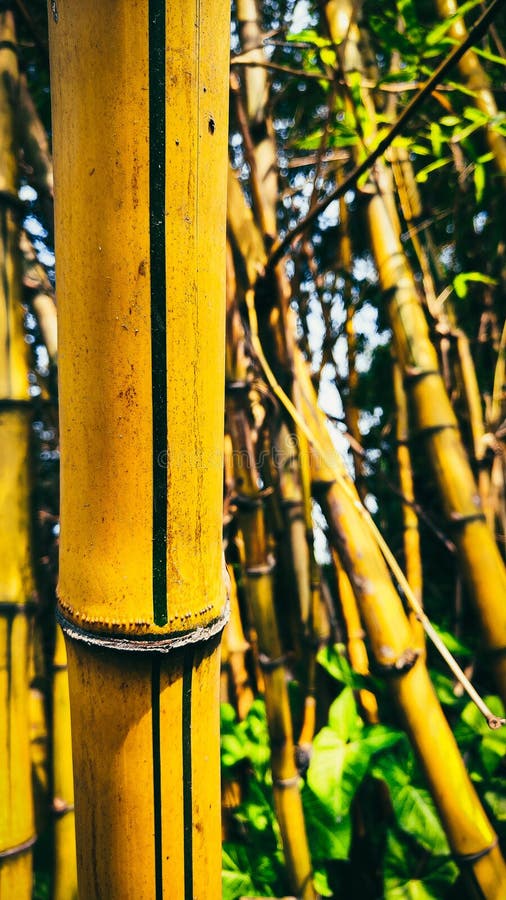 Bamboo side view stock photo. Image of autumn, bamboo - 272441100