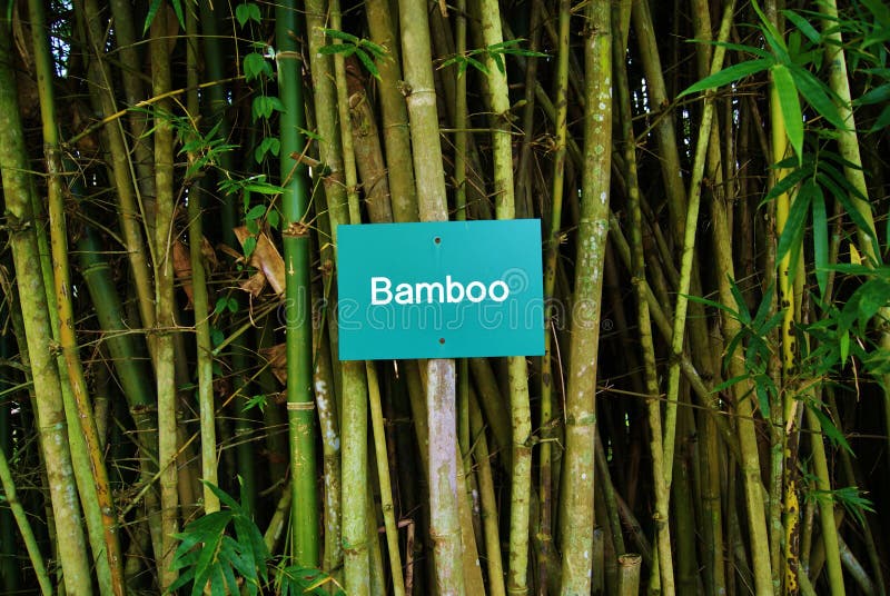 Bamboo Sign stock photo. Image of obvious, name, leaves - 32897572