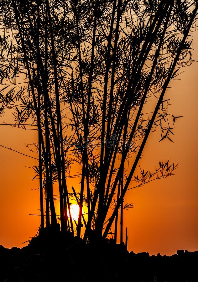 Bamboo Silhouette with the Sun Behind Stock Photo - Image of bamboo ...
