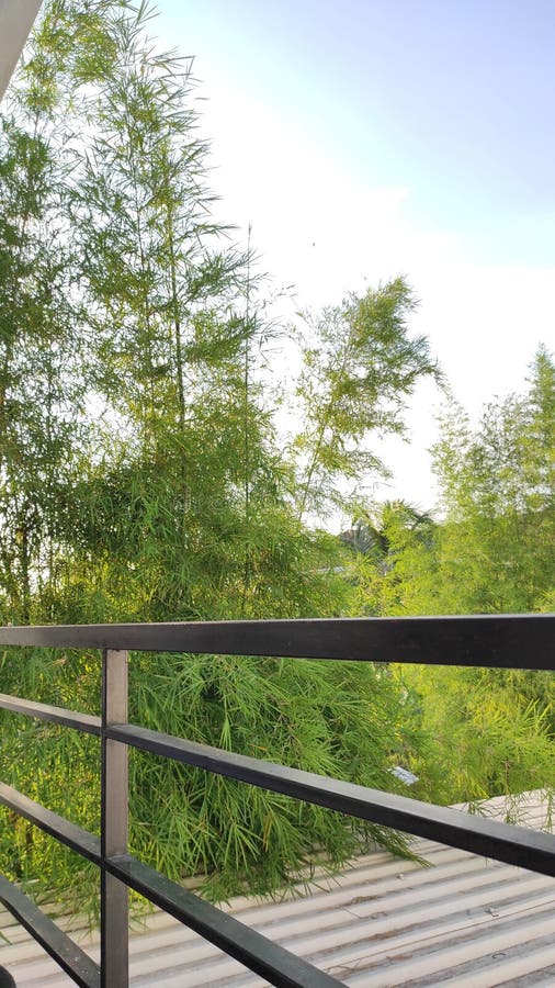 Bamboo sky nature iron stock photo. Image of shrub, leaf - 204060056