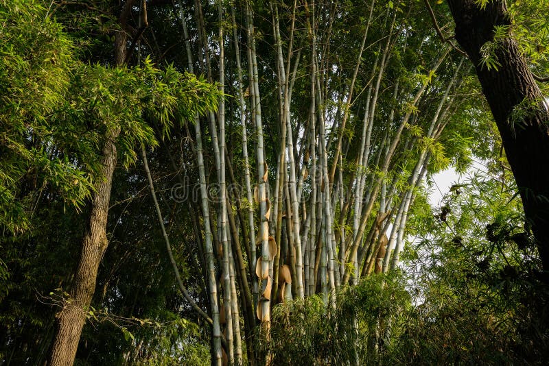 Bamboo in Sky at Wangjianglou Park,Chengdu Stock Photo - Image of ...