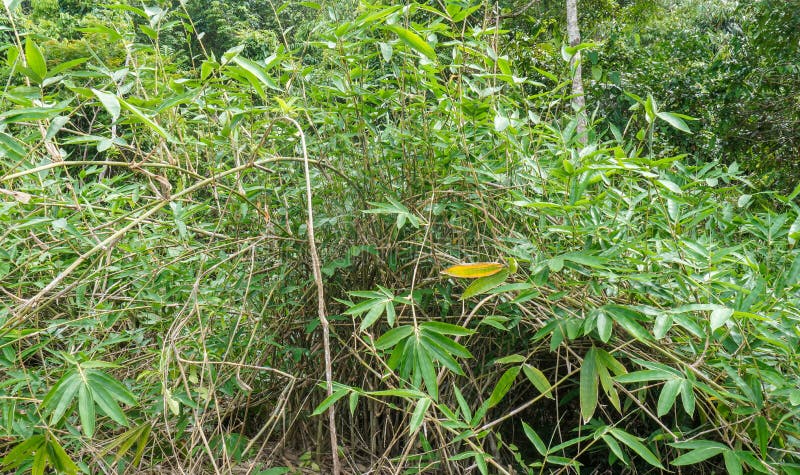 Bamboo, the small type stock photo. Image of environment - 219988914