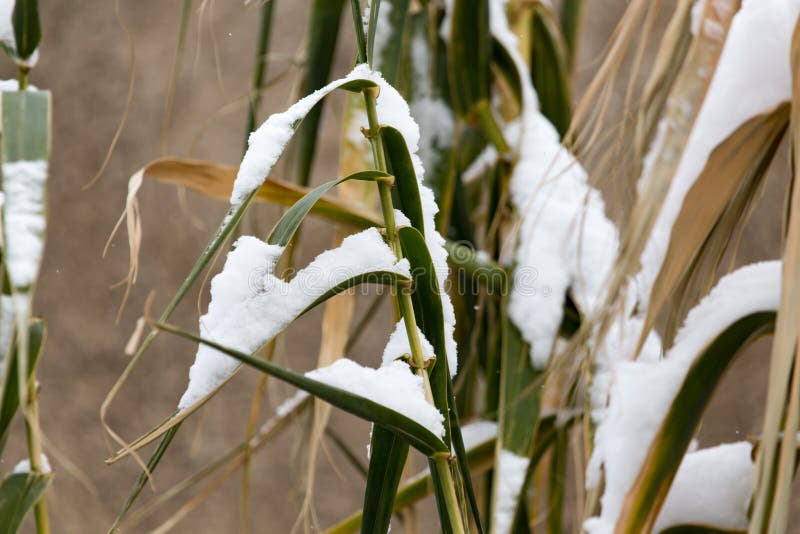 Bamboo among snow stock photo. Image of winter, leaf, leaves - 585054