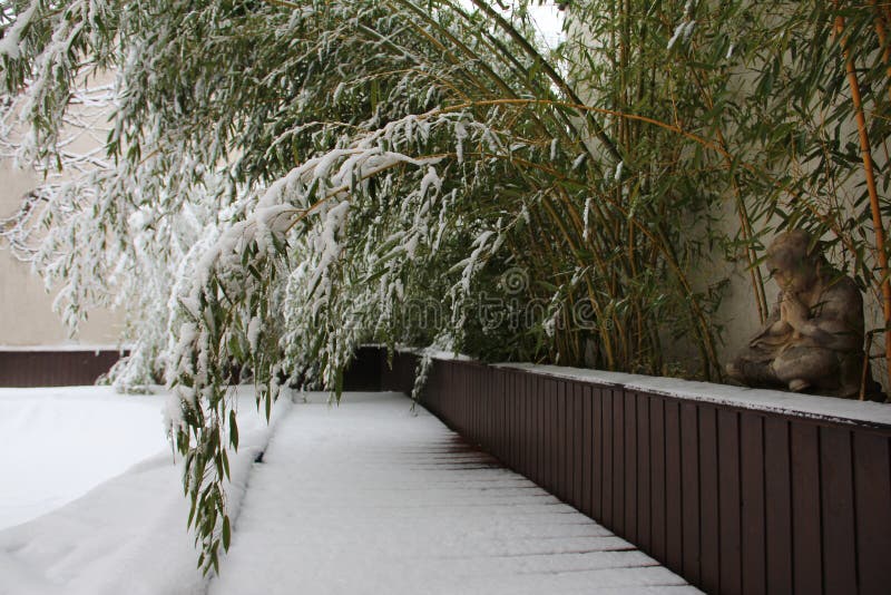 Bamboo in the snow stock image. Image of decoration, landscape - 50320733