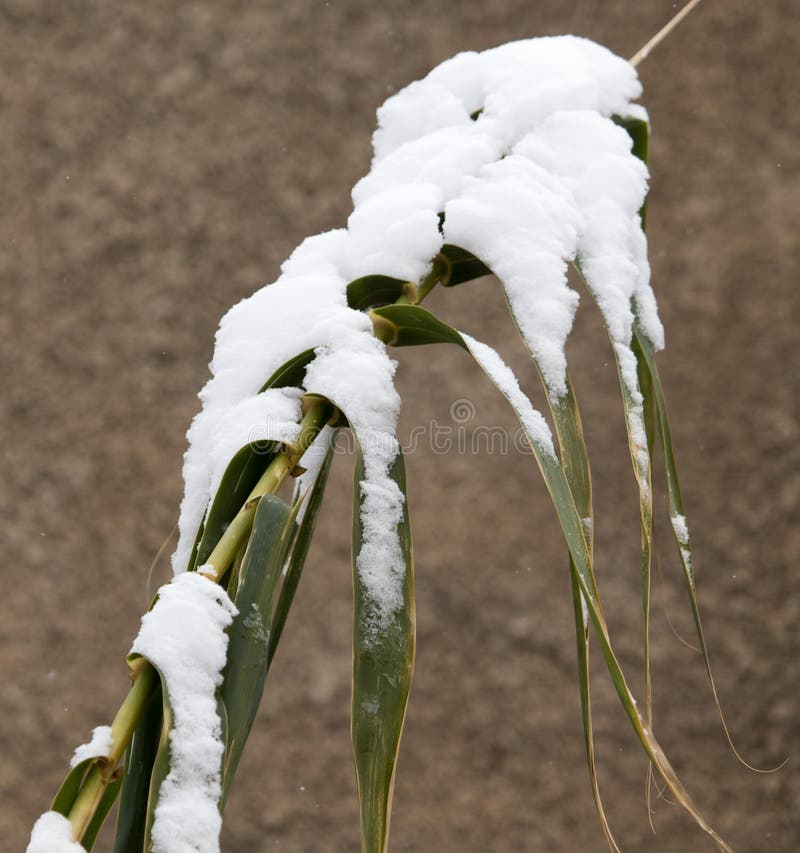 Bamboo in the snow stock photo. Image of raufreif, holidays - 12371420
