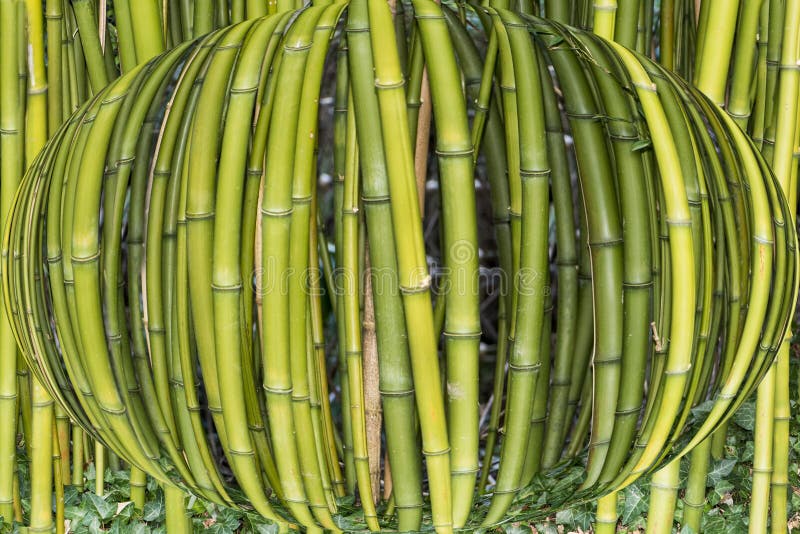 Bamboo sphered stock photo. Image of distorted, grass - 93211394