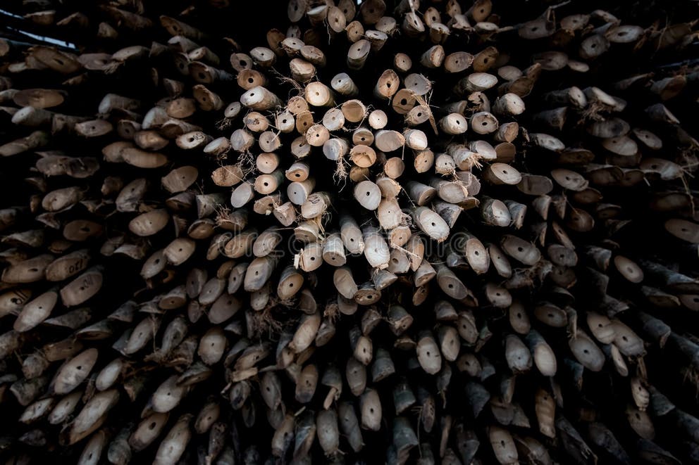 Bamboo Spikes, Wood Material Stock Image - Image of branch, closeup ...