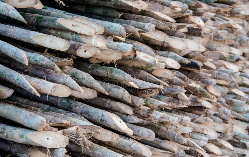 Bamboo Spikes, Wood Material Stock Image - Image of pattern, forest ...