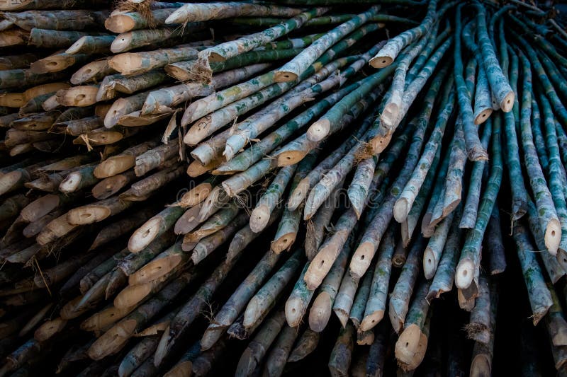 Bamboo Spikes, Wood Material Stock Photo - Image of equipment, plant ...